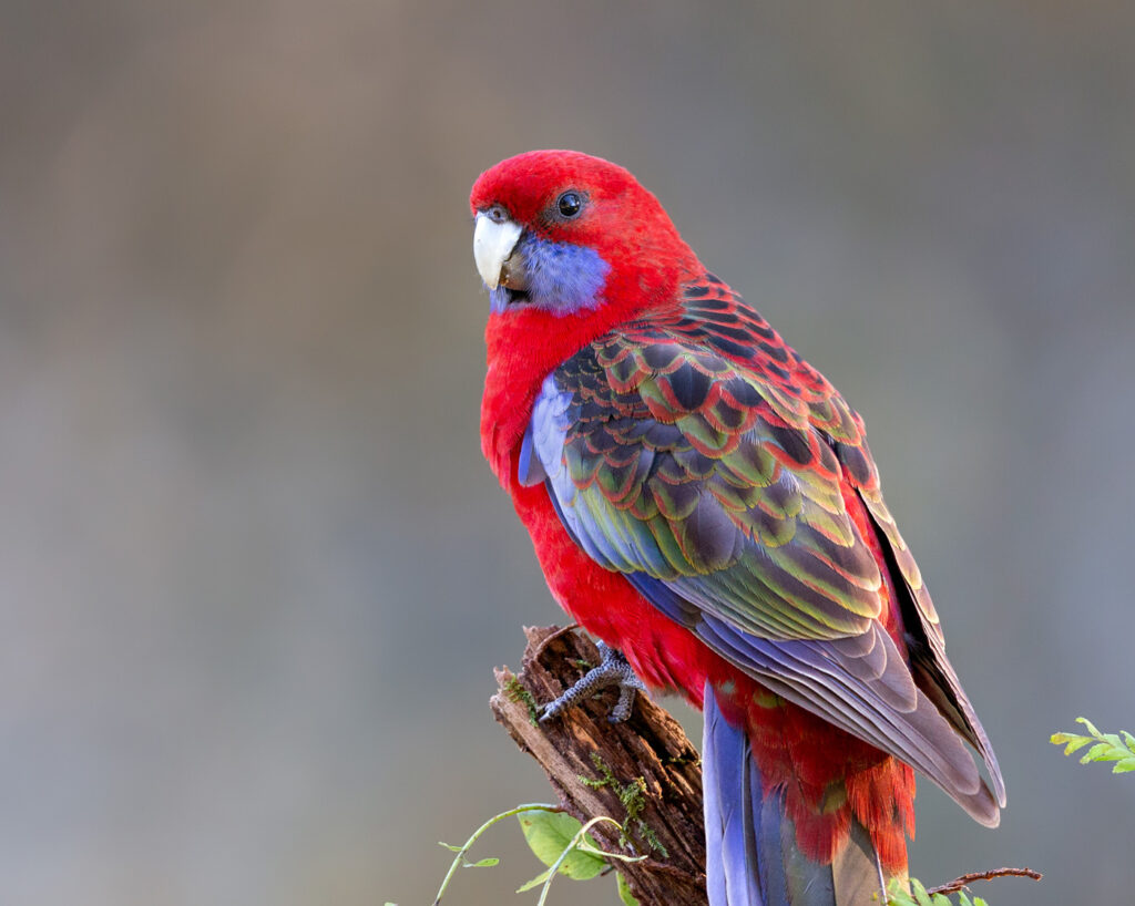 Crimson Rosella Digital Download – Duade Paton Photography