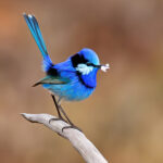 Duade Paton Photography – Beautiful Australian Wildlife Images