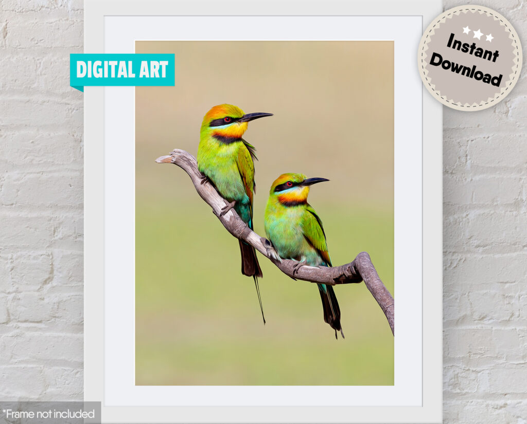 Ranbow Bee-eater Digital Art Download – Duade Paton Photography